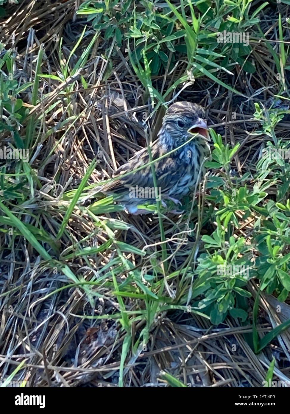 House Finch (Haemorhous mexicanus Stock Photo - Alamy