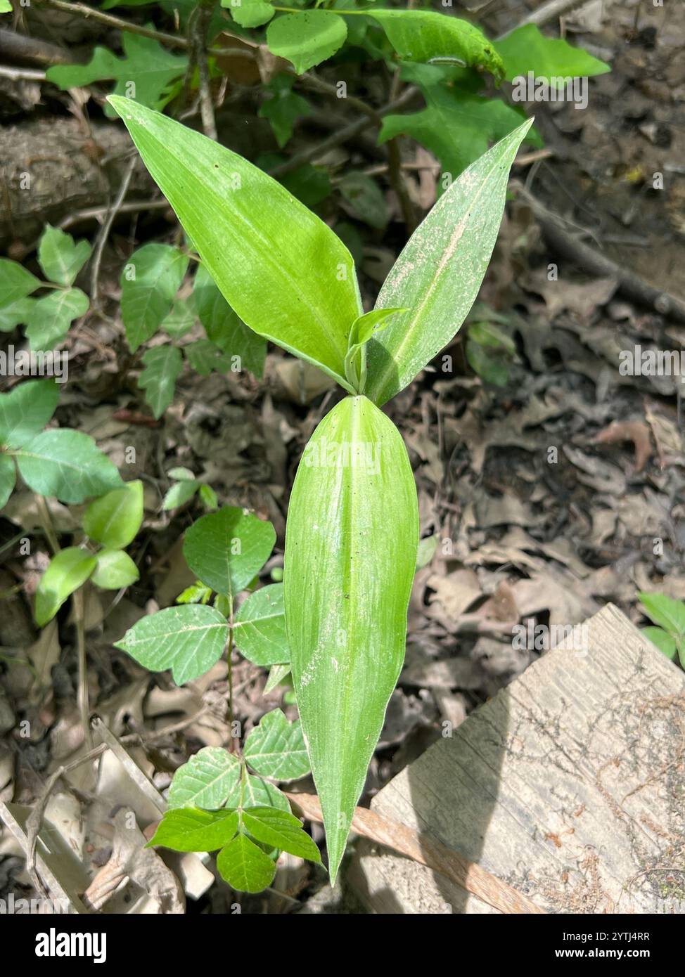 Virginia Dayflower (Commelina virginica Stock Photo - Alamy