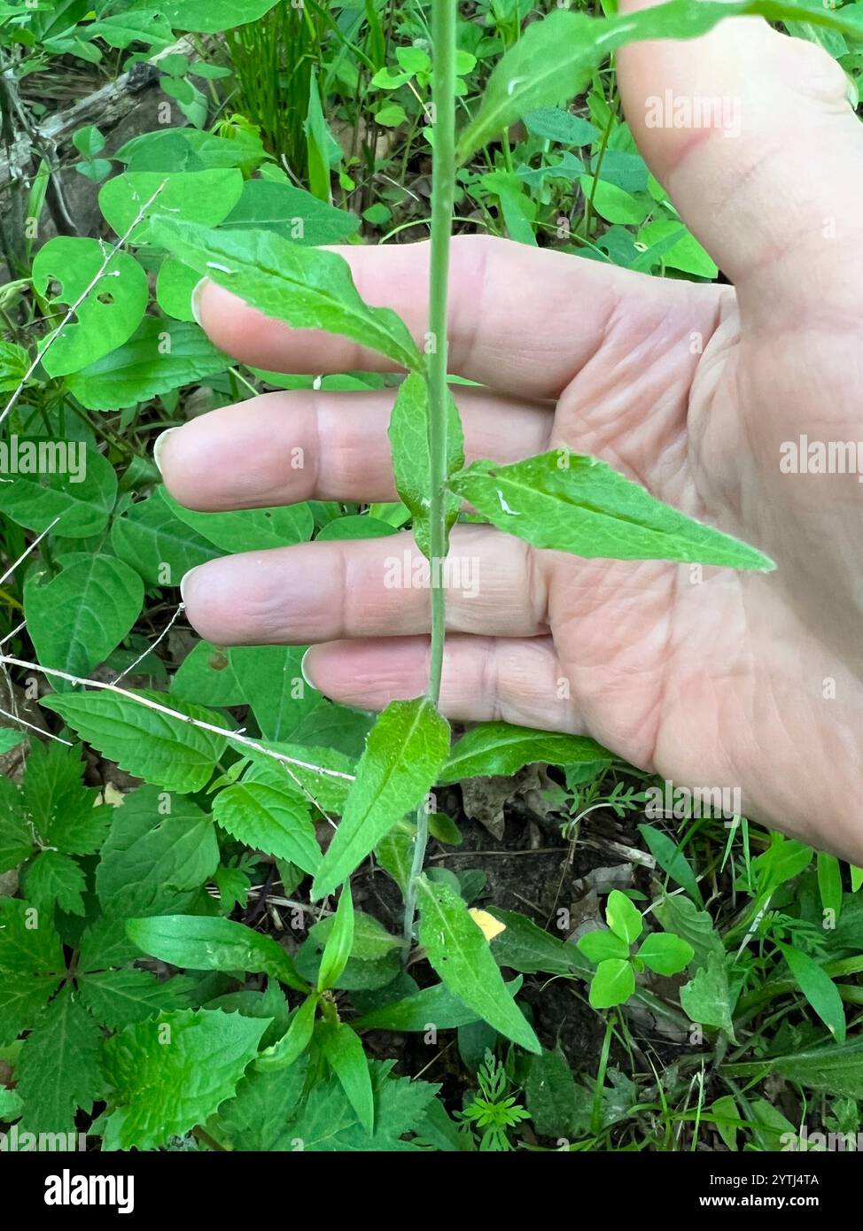 sicklepod (Borodinia canadensis Stock Photo - Alamy