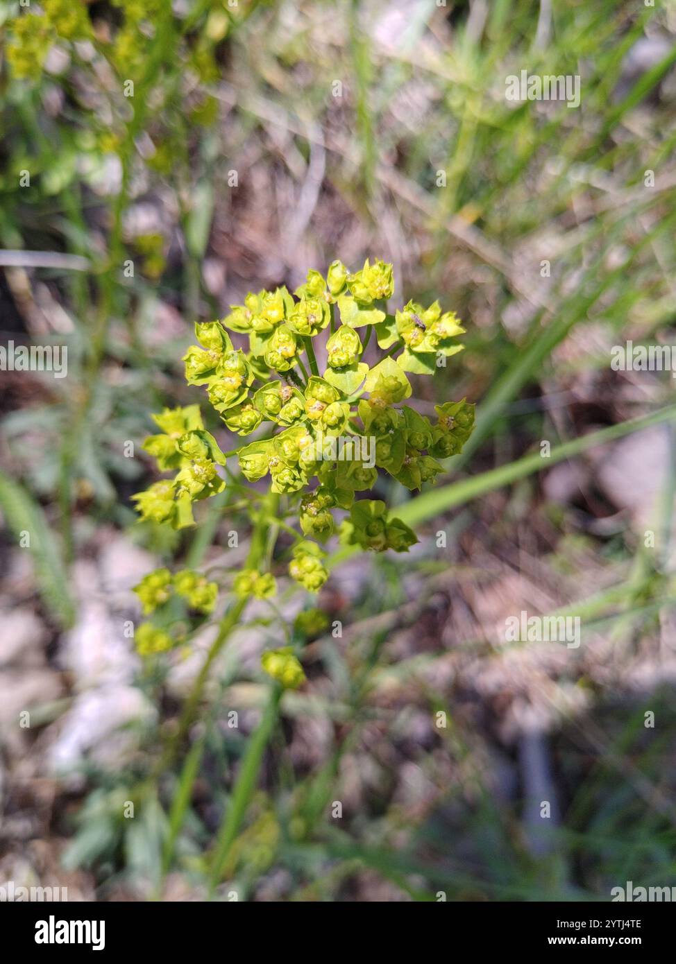 leafy spurge (Euphorbia esula Stock Photo - Alamy