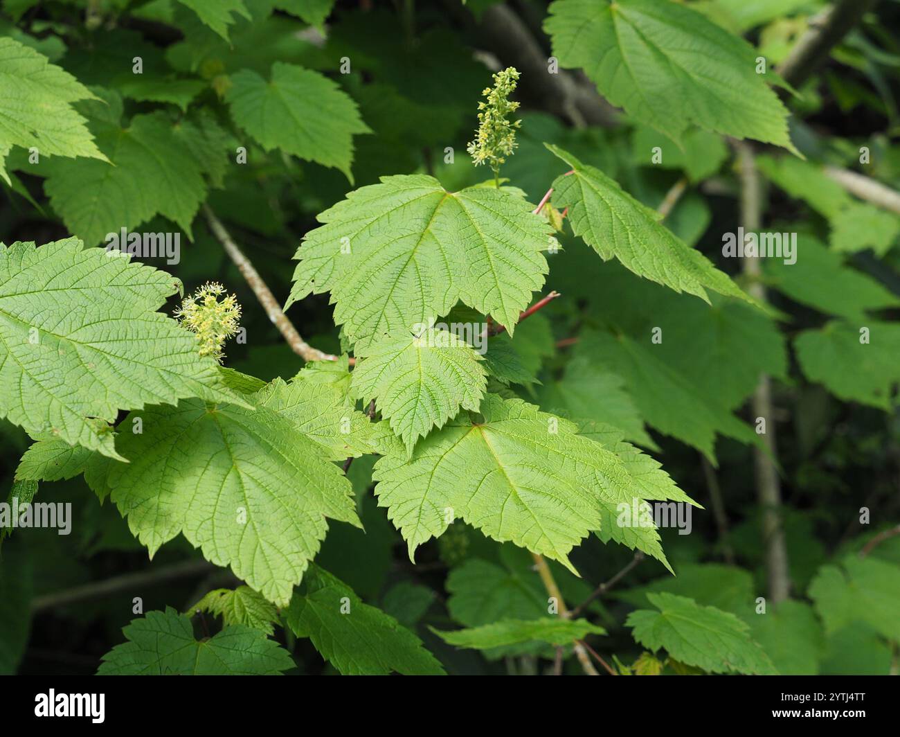 Mountain Maple (Acer spicatum Stock Photo - Alamy