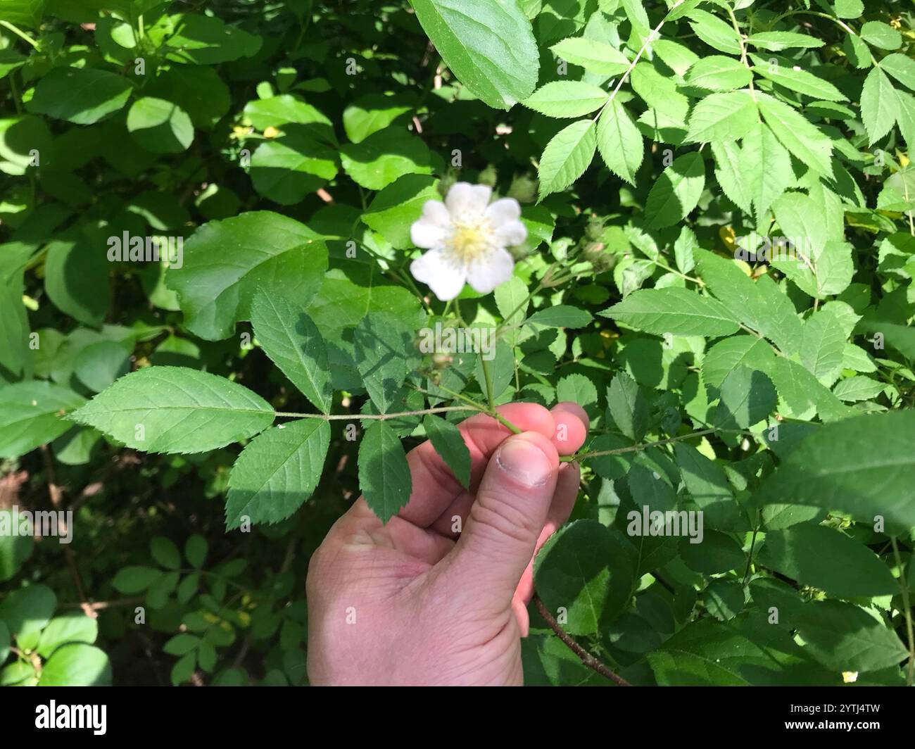 multiflora rose (Rosa multiflora Stock Photo - Alamy