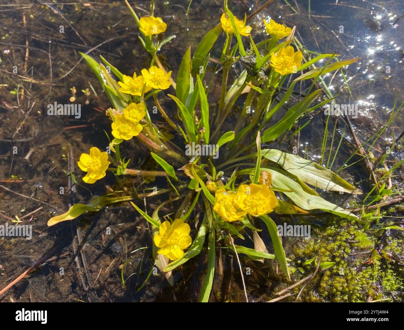 Plantainleaf buttercup hi-res stock photography and images - Alamy