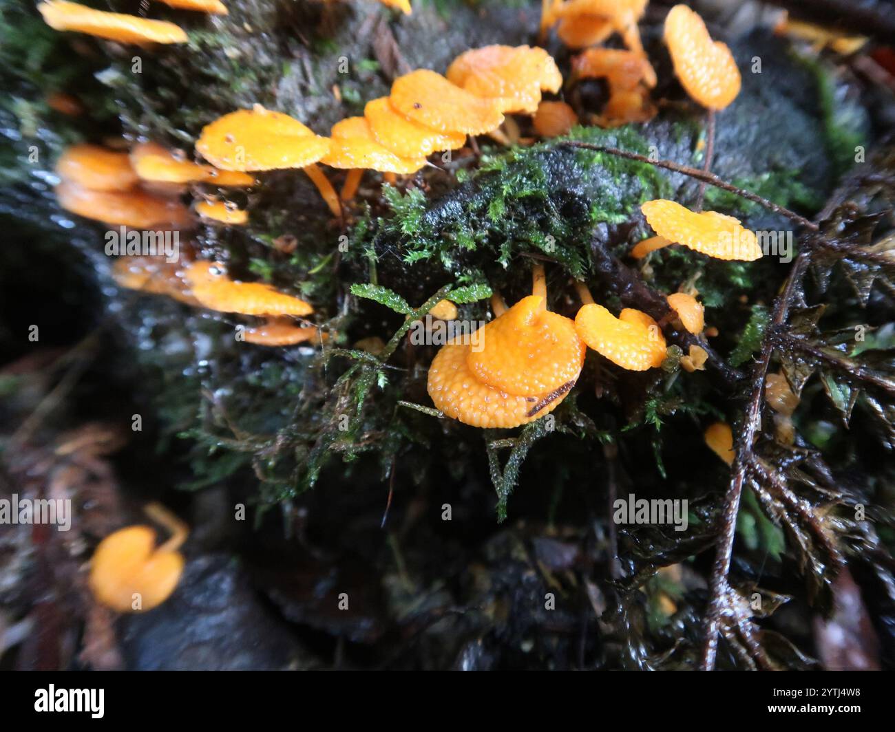 orange pore fungus (Favolaschia claudopus Stock Photo - Alamy