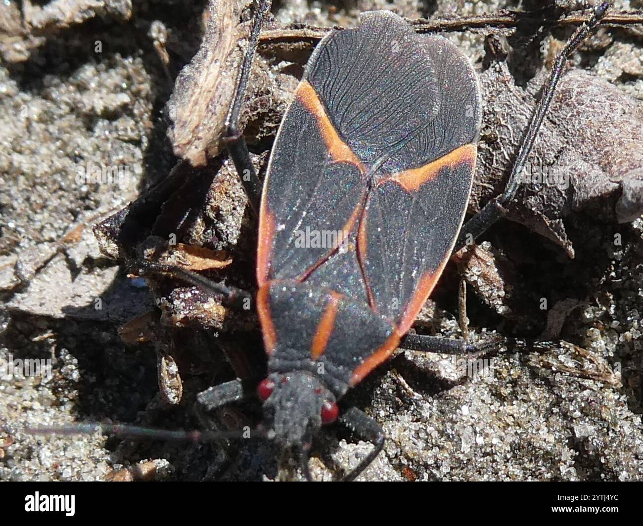 Eastern Boxelder Bug (Boisea trivittata Stock Photo - Alamy