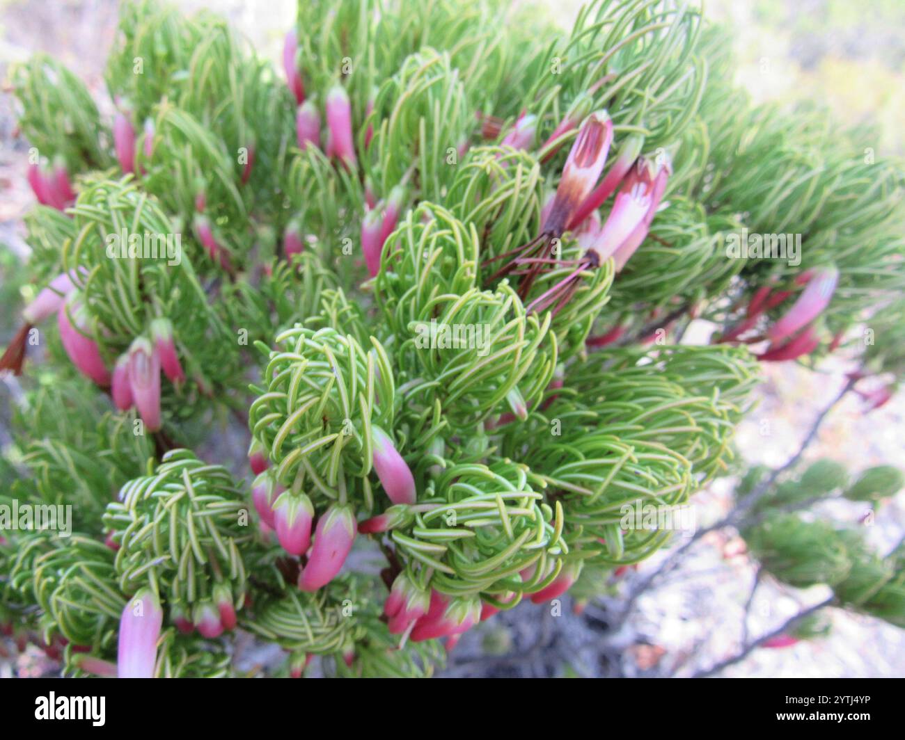 Browntongue Hangertjie (Erica plukenetii plukenetii Stock Photo - Alamy