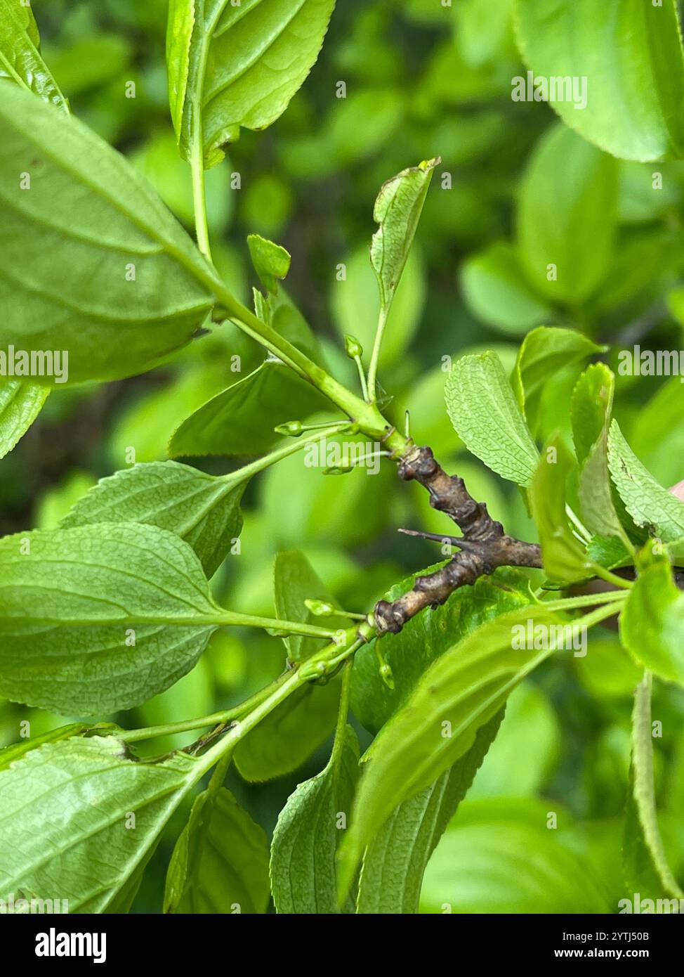 common buckthorn (Rhamnus cathartica Stock Photo - Alamy