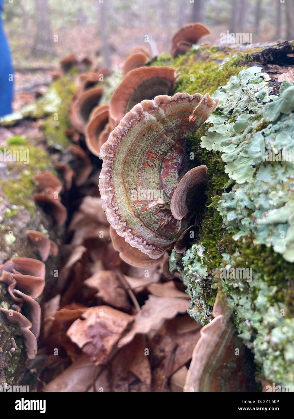 False Turkey-Tail (Stereum ostrea Stock Photo - Alamy