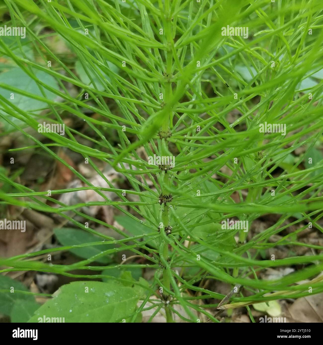 field horsetail (Equisetum arvense Stock Photo - Alamy