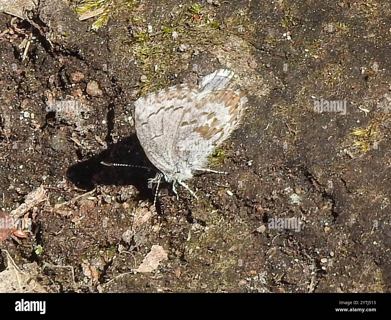 Northern Azure (Celastrina lucia Stock Photo - Alamy