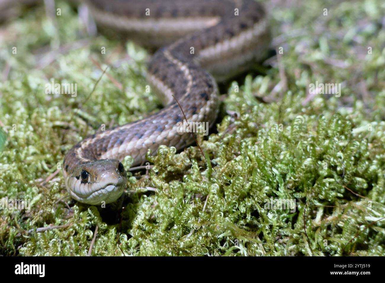 Western Terrestrial Garter Snake (Thamnophis elegans Stock Photo - Alamy