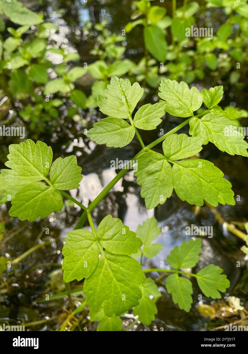 water parsley (Oenanthe sarmentosa Stock Photo - Alamy