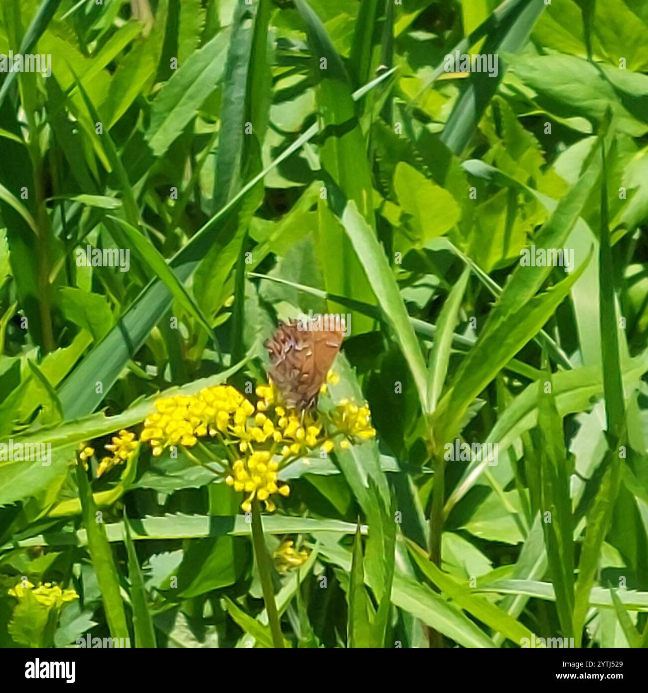 Niphon hi-res stock photography and images - Alamy