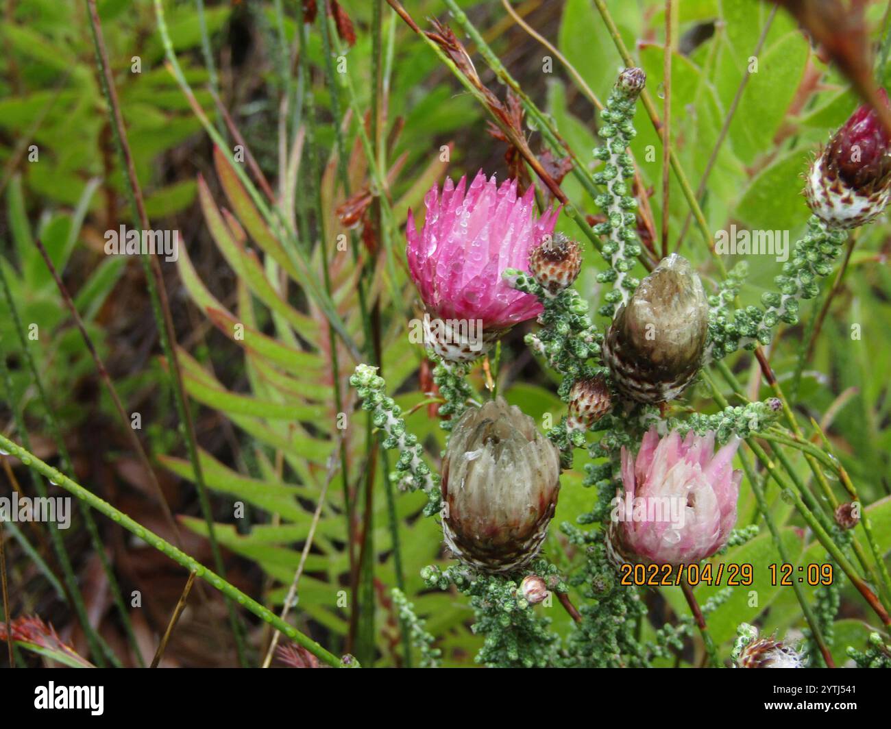 Cape everlasting (Phaenocoma prolifera Stock Photo - Alamy