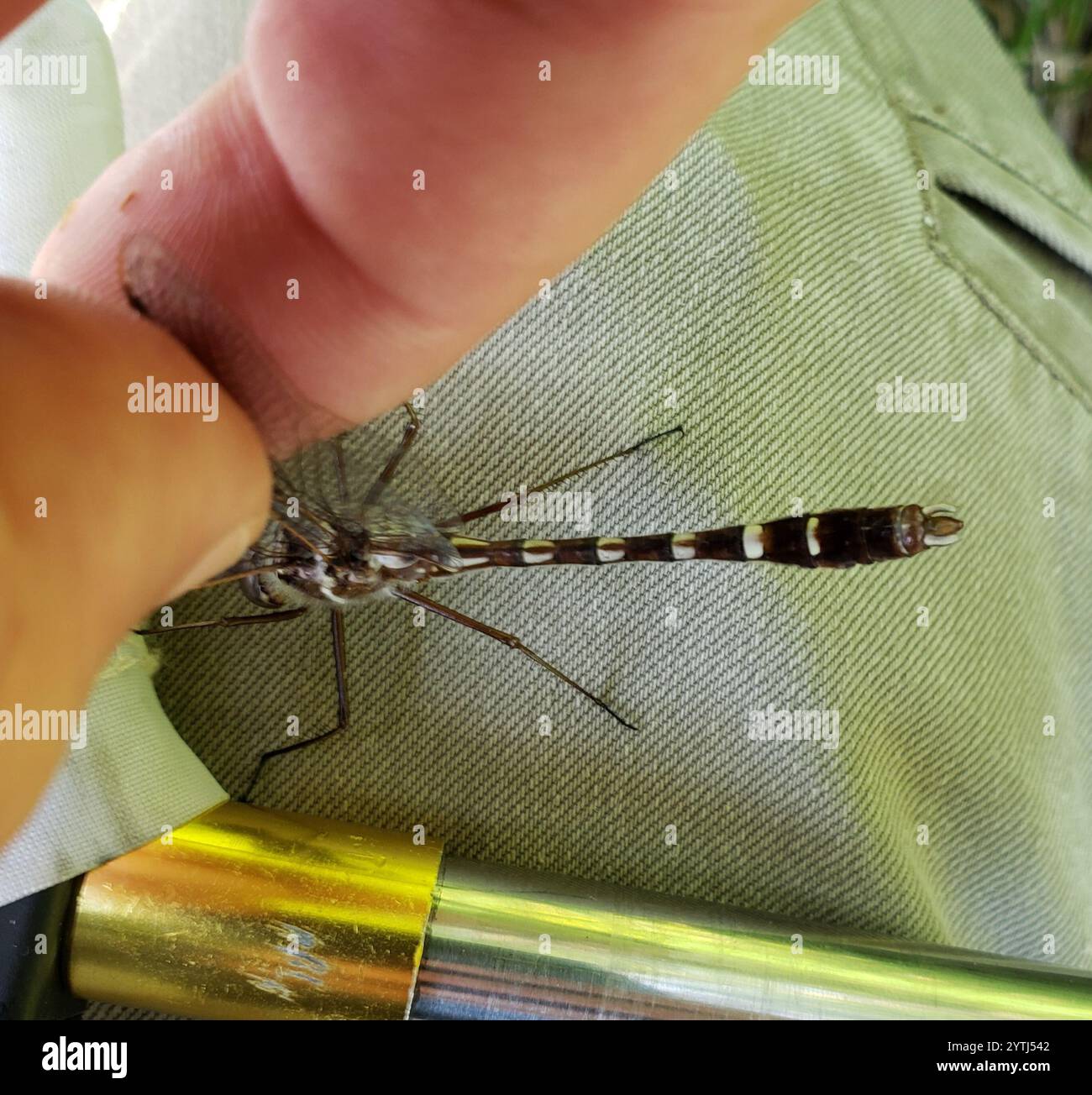 Stream Cruiser (Didymops transversa Stock Photo - Alamy