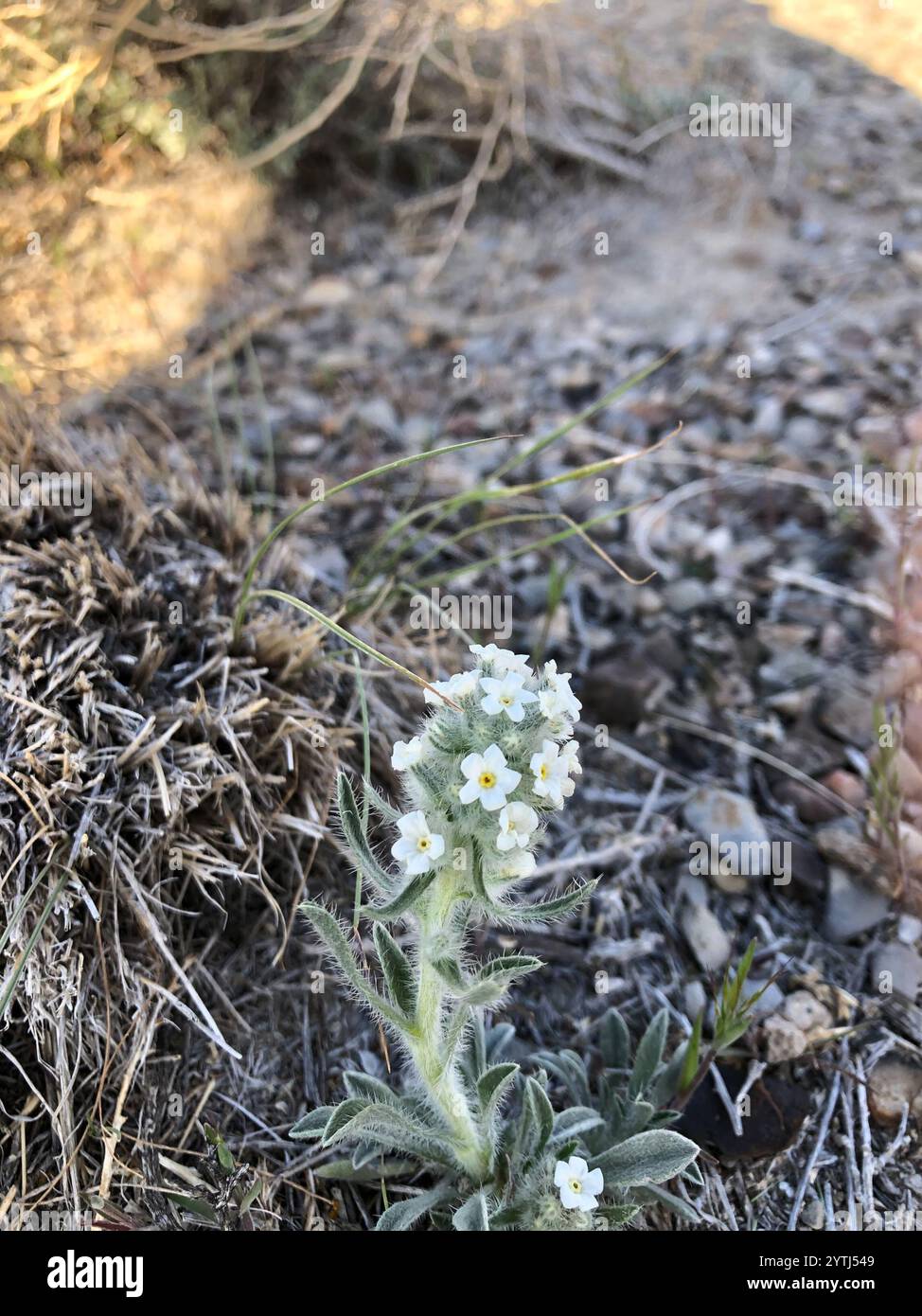 low cryptantha (Oreocarya humilis Stock Photo - Alamy