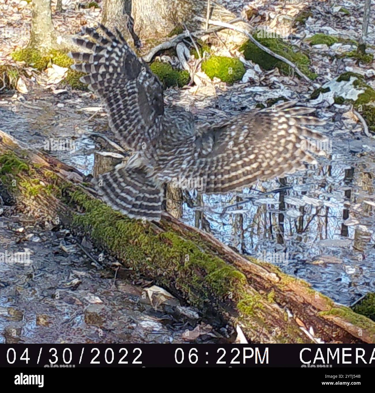 Barred Owl (Strix varia Stock Photo - Alamy