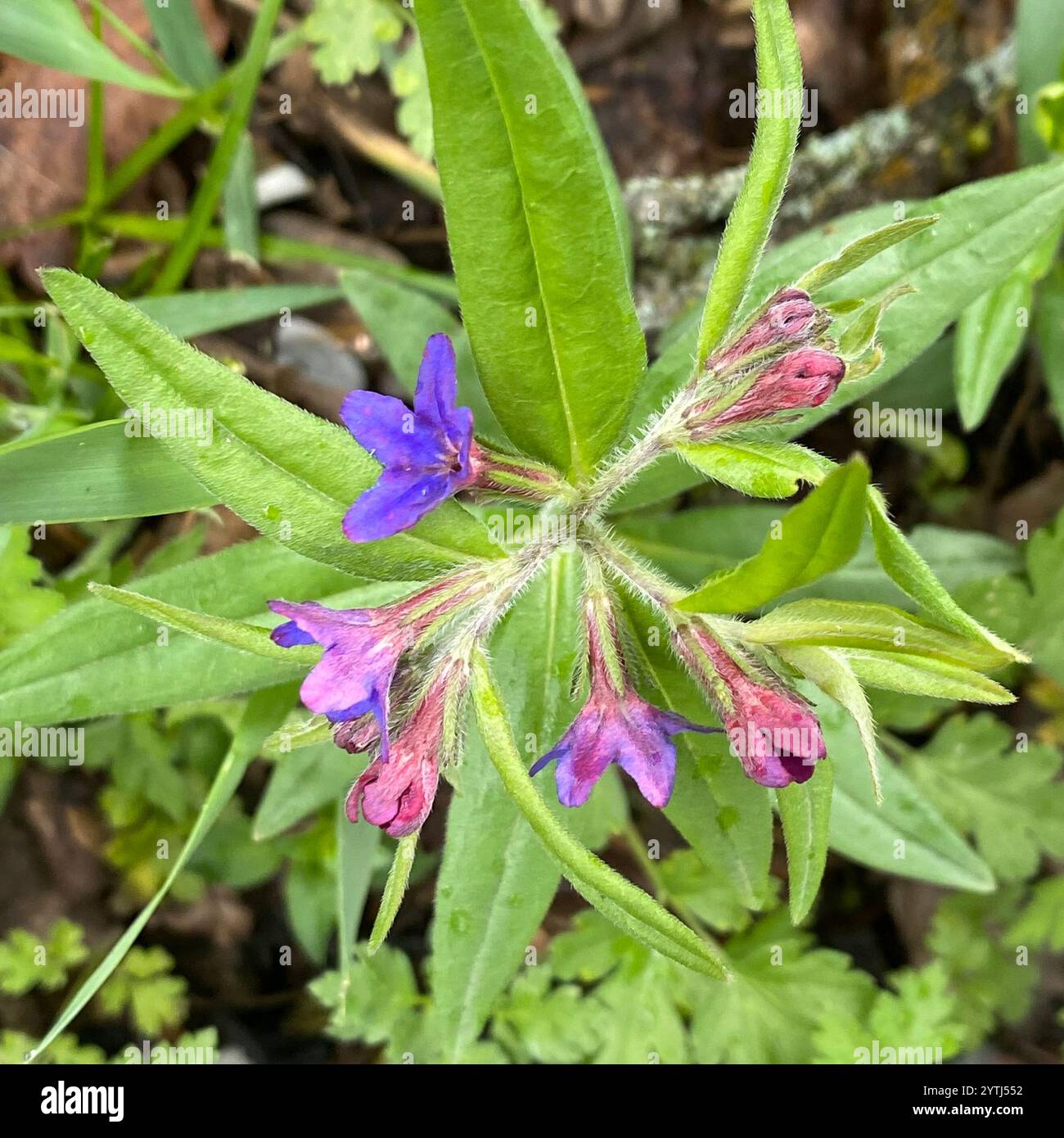 Purple gromwell aegonychon purpurocaeruleum hi-res stock photography ...