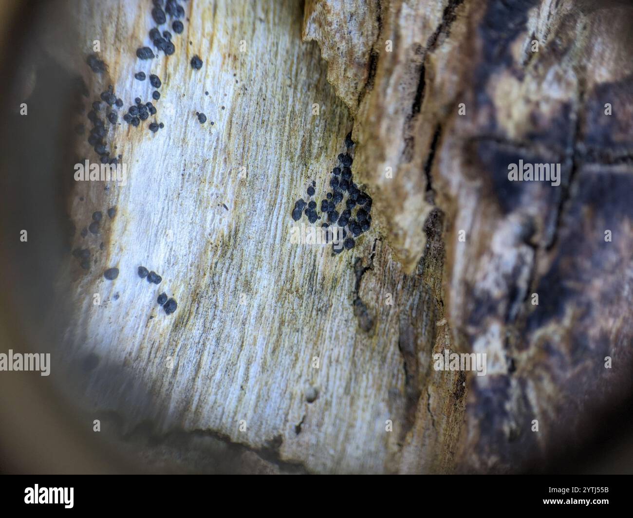 Rosellinia hi-res stock photography and images - Alamy