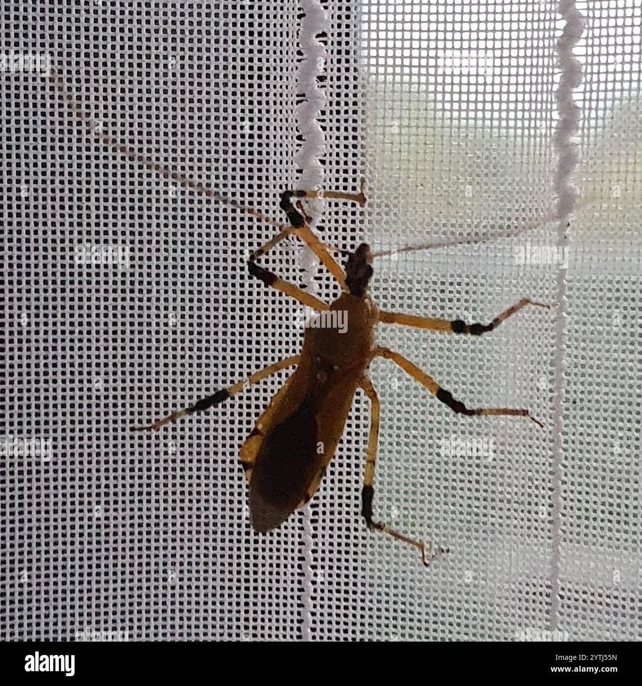 Cosmolestes hi-res stock photography and images - Alamy