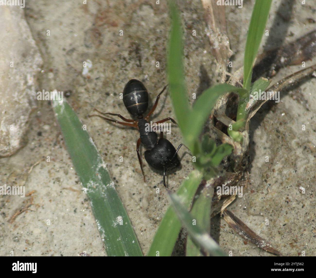 Indian Black Ant (Camponotus compressus Stock Photo - Alamy