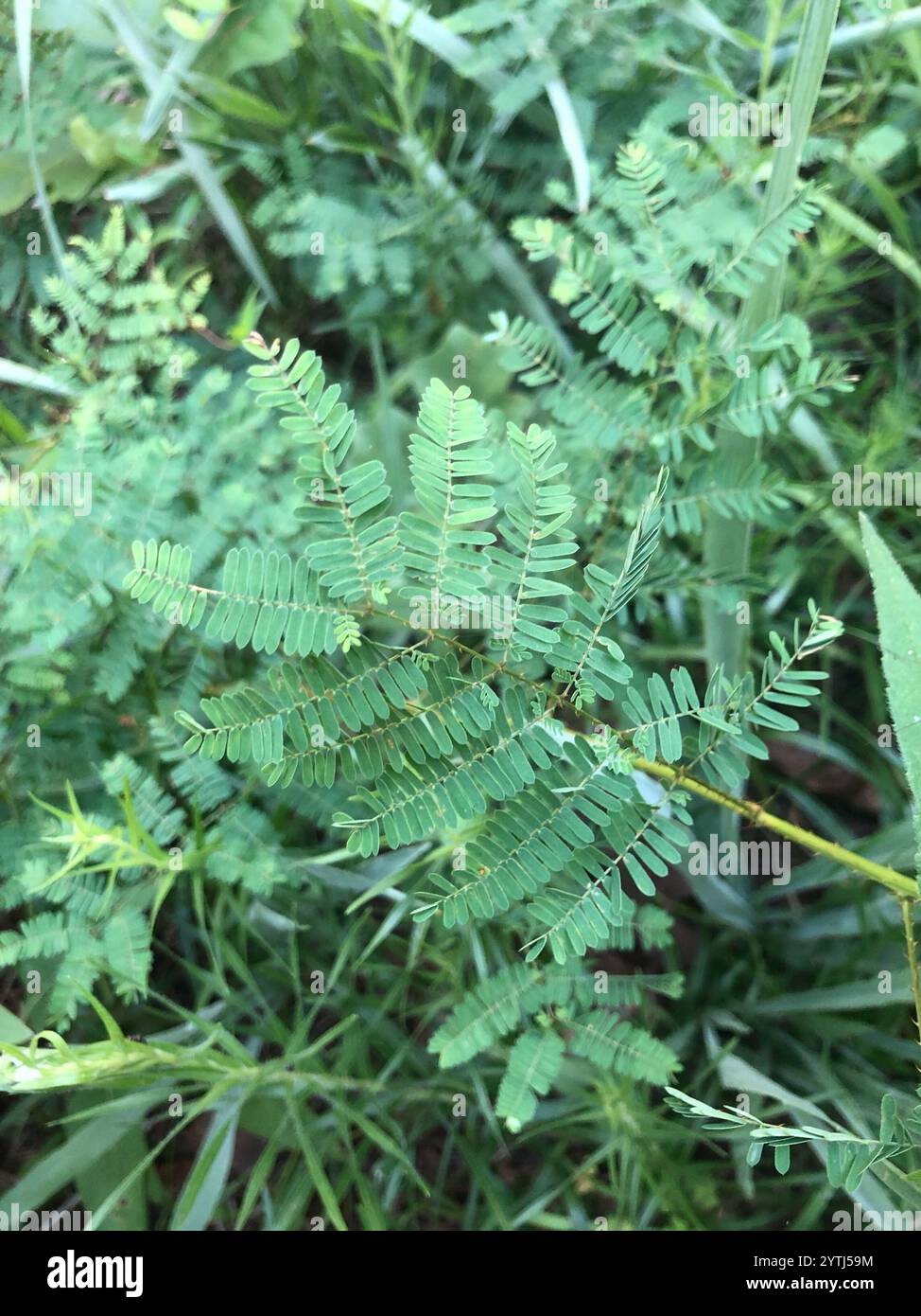 Sensitive briar hi-res stock photography and images - Alamy