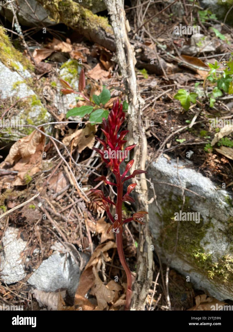 spotted coralroot (Corallorhiza maculata Stock Photo - Alamy