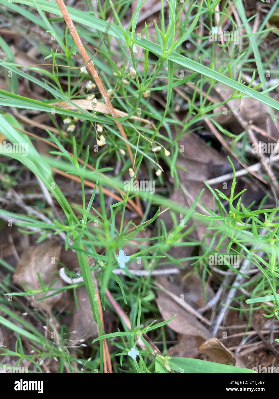 Rust Weed (Polypremum procumbens Stock Photo - Alamy