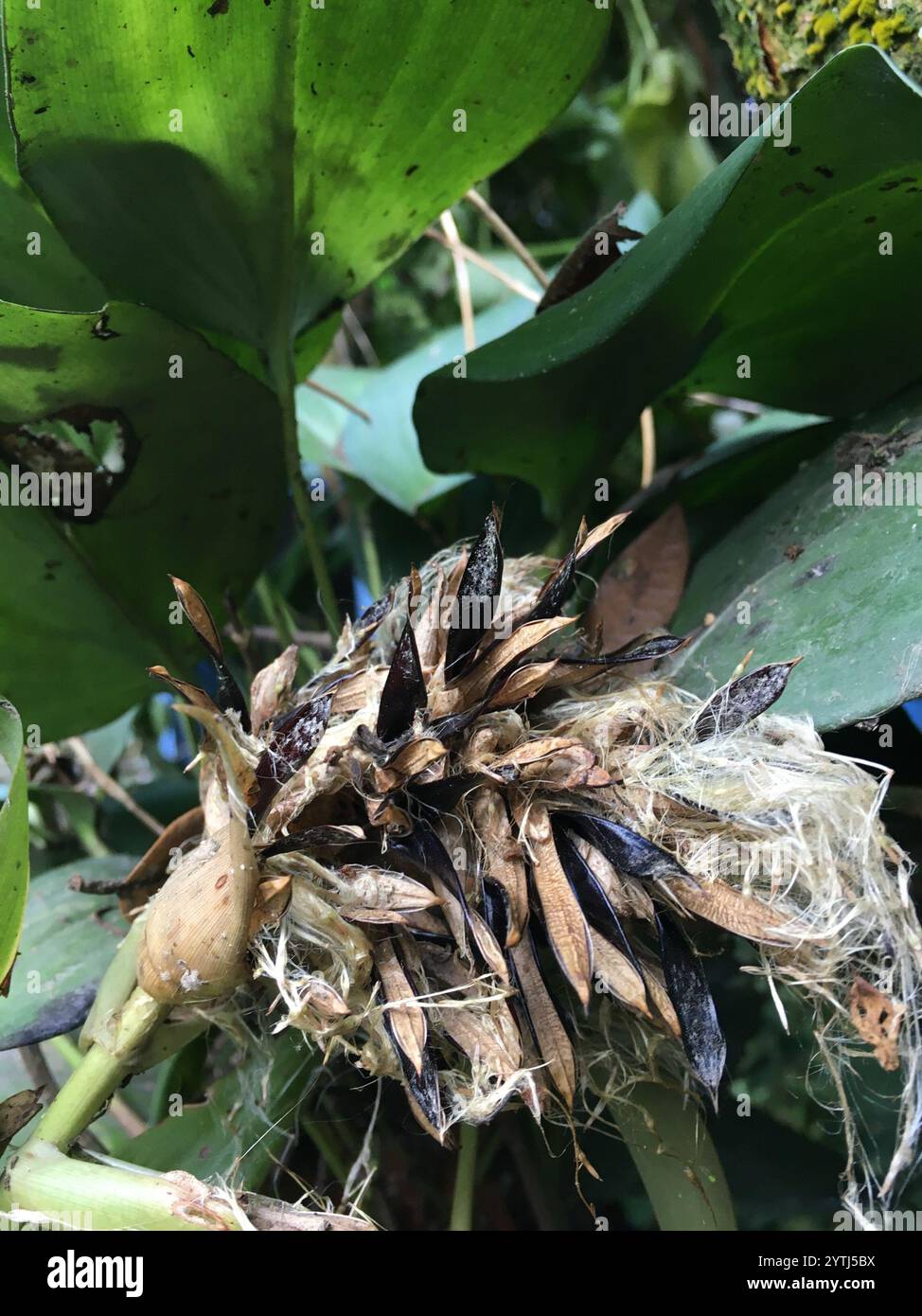 Tillandsia biflora hi-res stock photography and images - Alamy