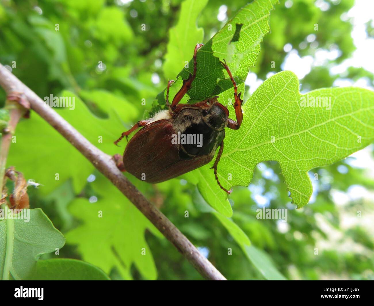 Common Cockchafer (Melolontha melolontha Stock Photo - Alamy