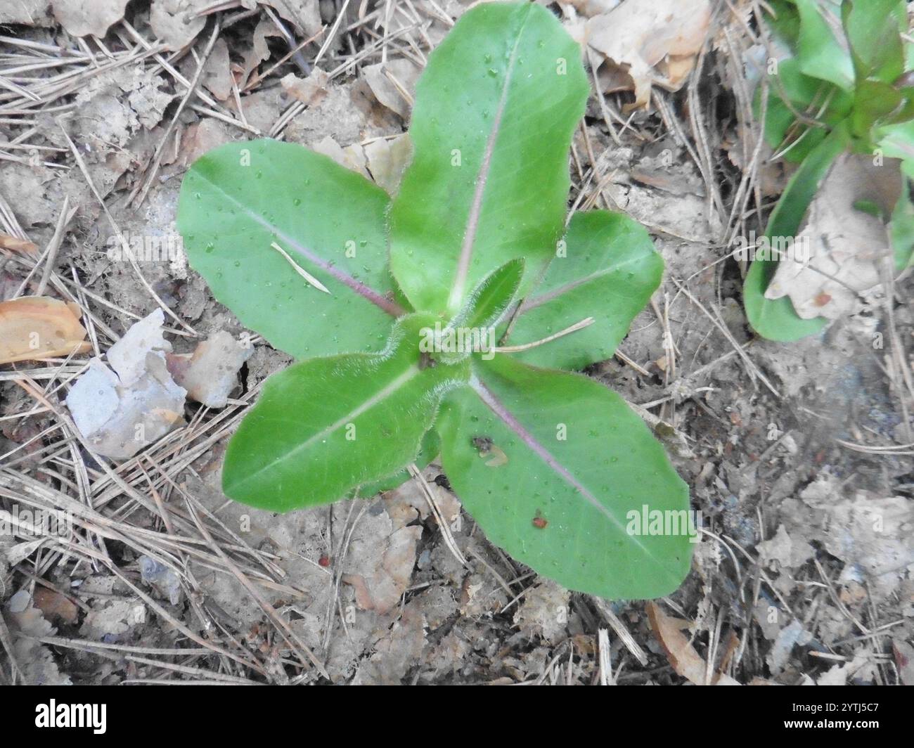 Spotted Cat's-ear (Hypochaeris maculata Stock Photo - Alamy