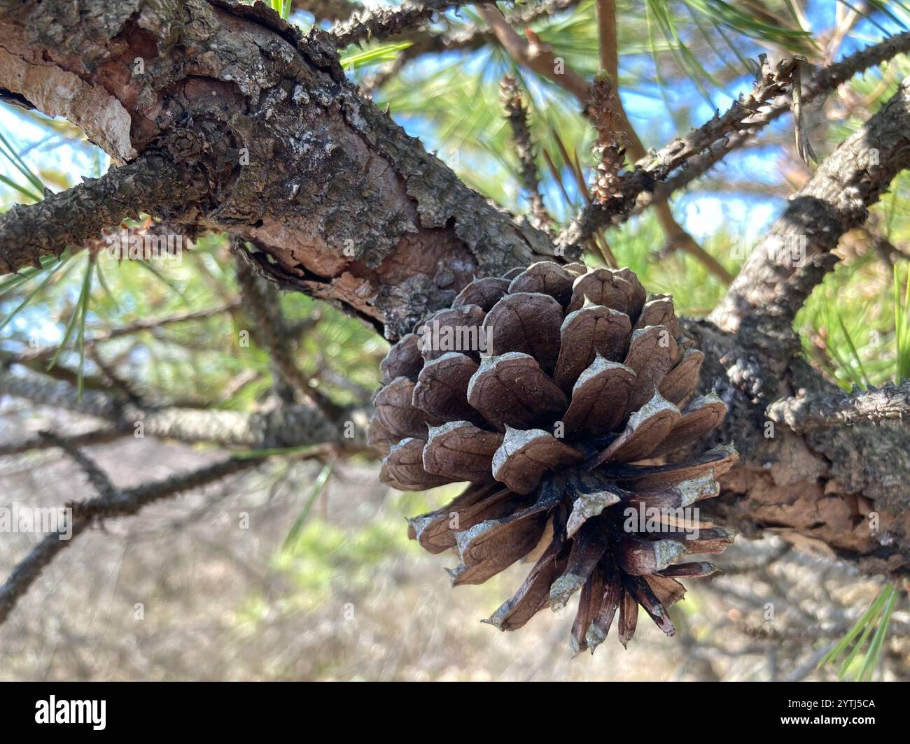 pitch pine (Pinus rigida Stock Photo - Alamy