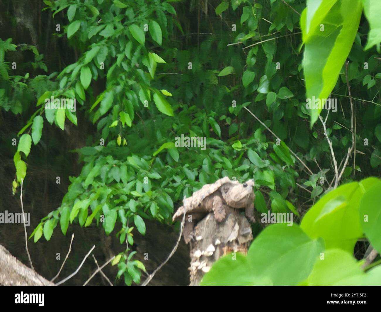 Alligator Snapping Turtle (Macrochelys temminckii Stock Photo - Alamy