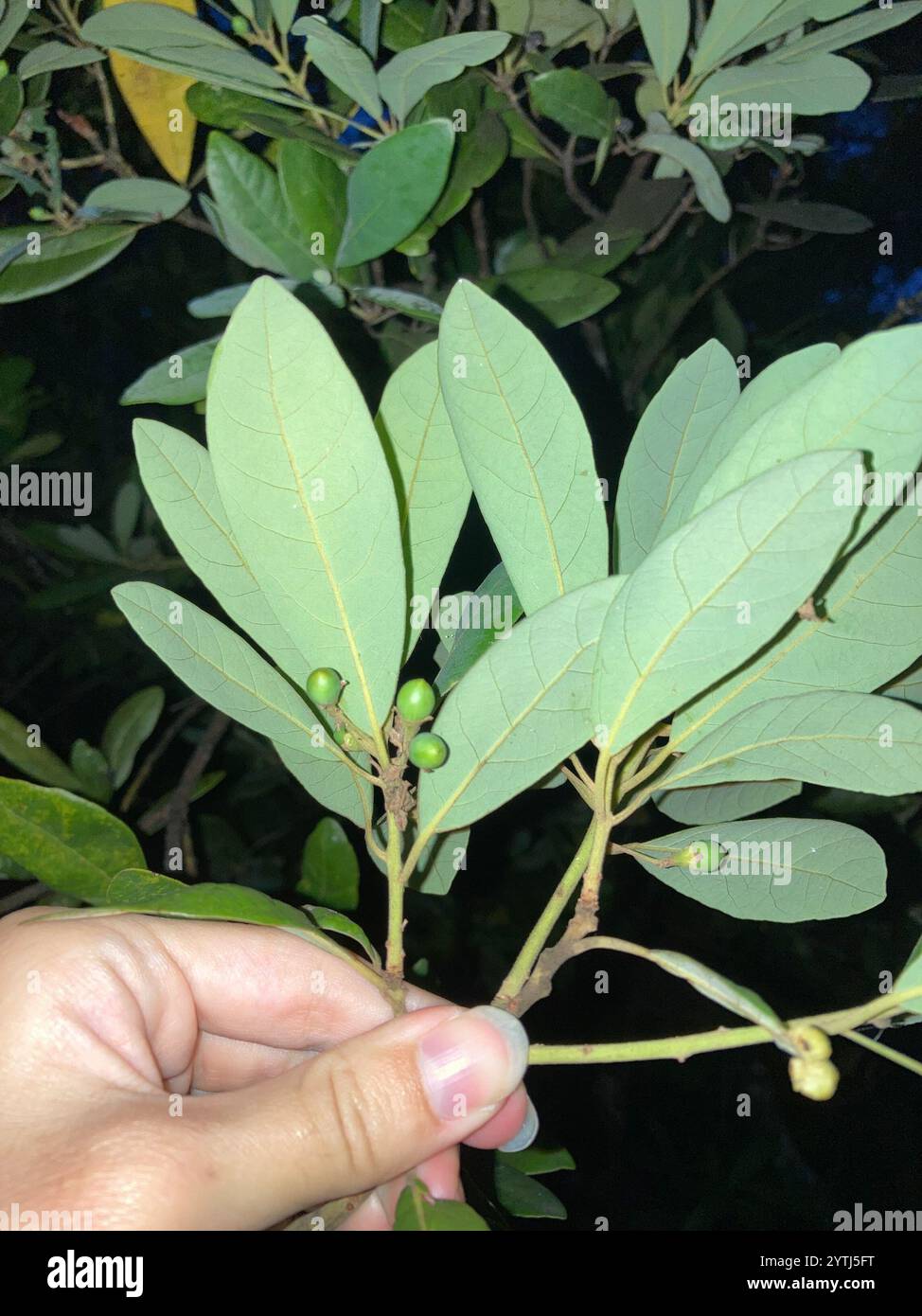 Redbay persea borbonia hi-res stock photography and images - Alamy