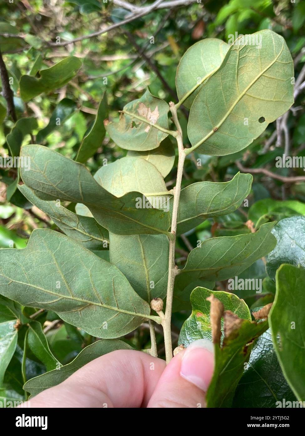 Chapman's Oak (Quercus chapmanii Stock Photo - Alamy