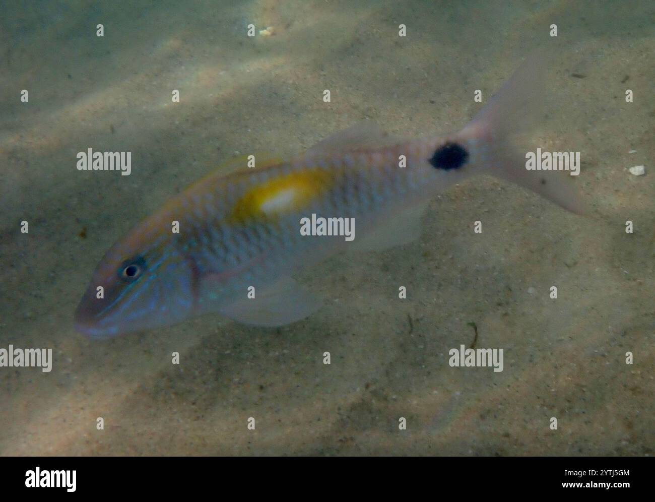 Parupeneus indicus hi-res stock photography and images - Alamy