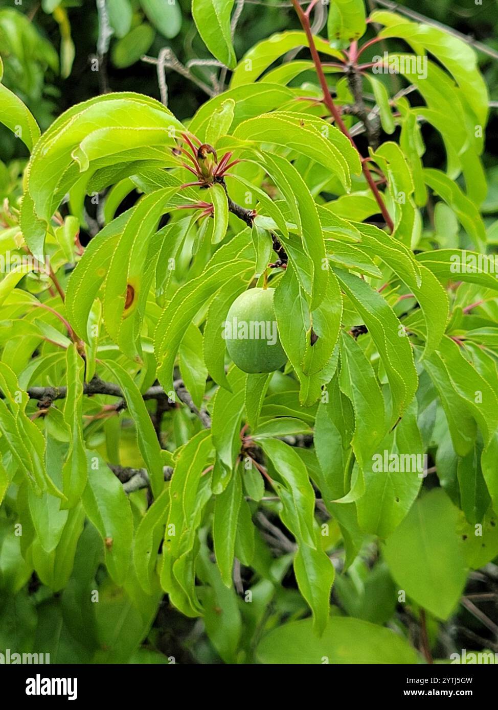 Chickasaw plum (Prunus angustifolia Stock Photo - Alamy