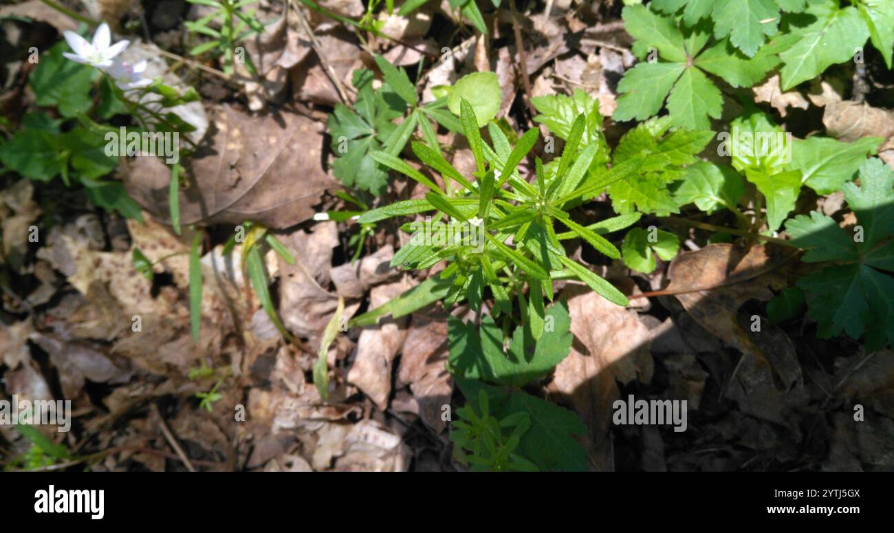 Proserpinacoides hi-res stock photography and images - Alamy