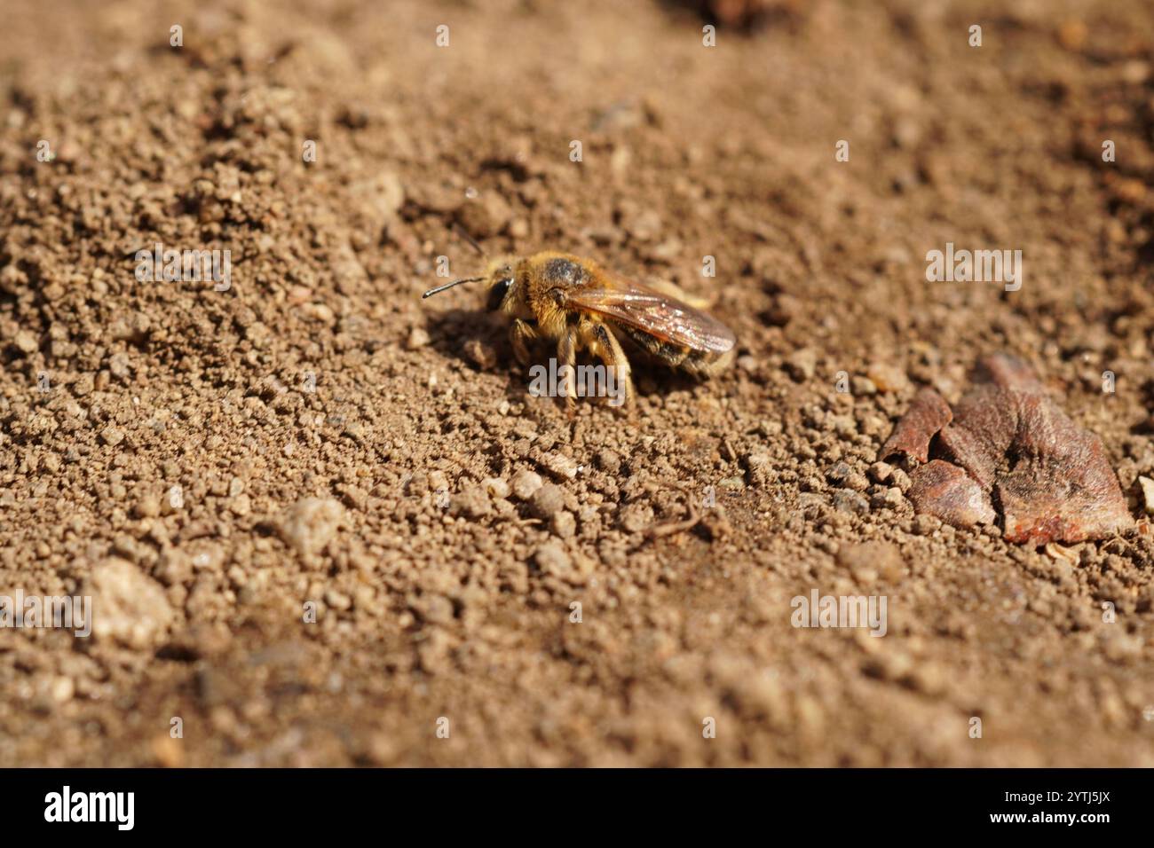 Mining Bees (Andrena Stock Photo - Alamy