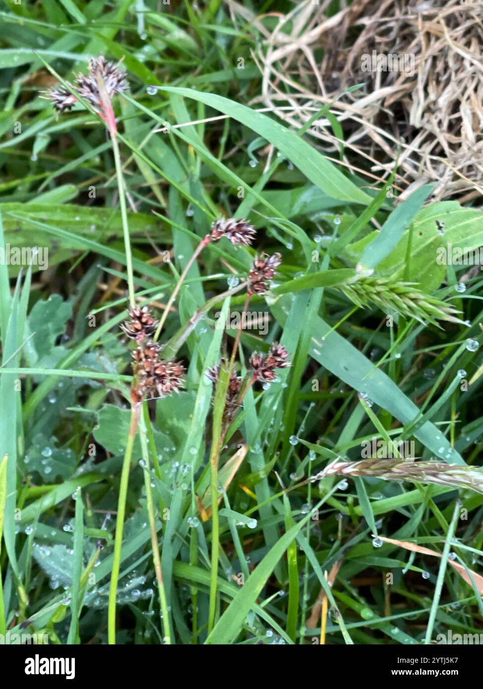 Field woodrush (Luzula campestris Stock Photo - Alamy