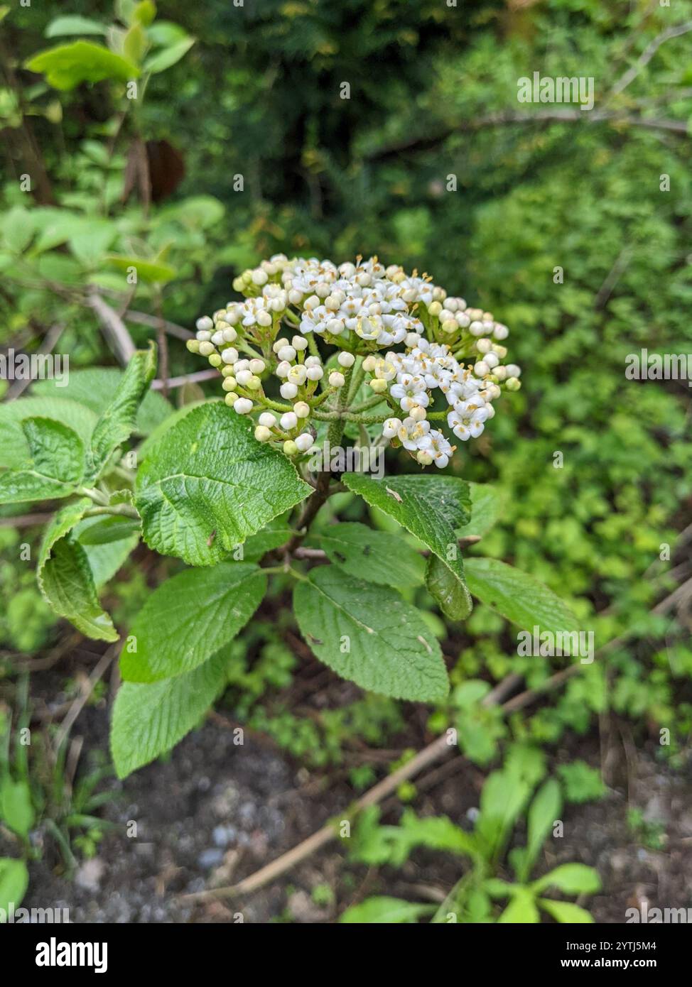 Wayfaring-tree (Viburnum lantana Stock Photo - Alamy