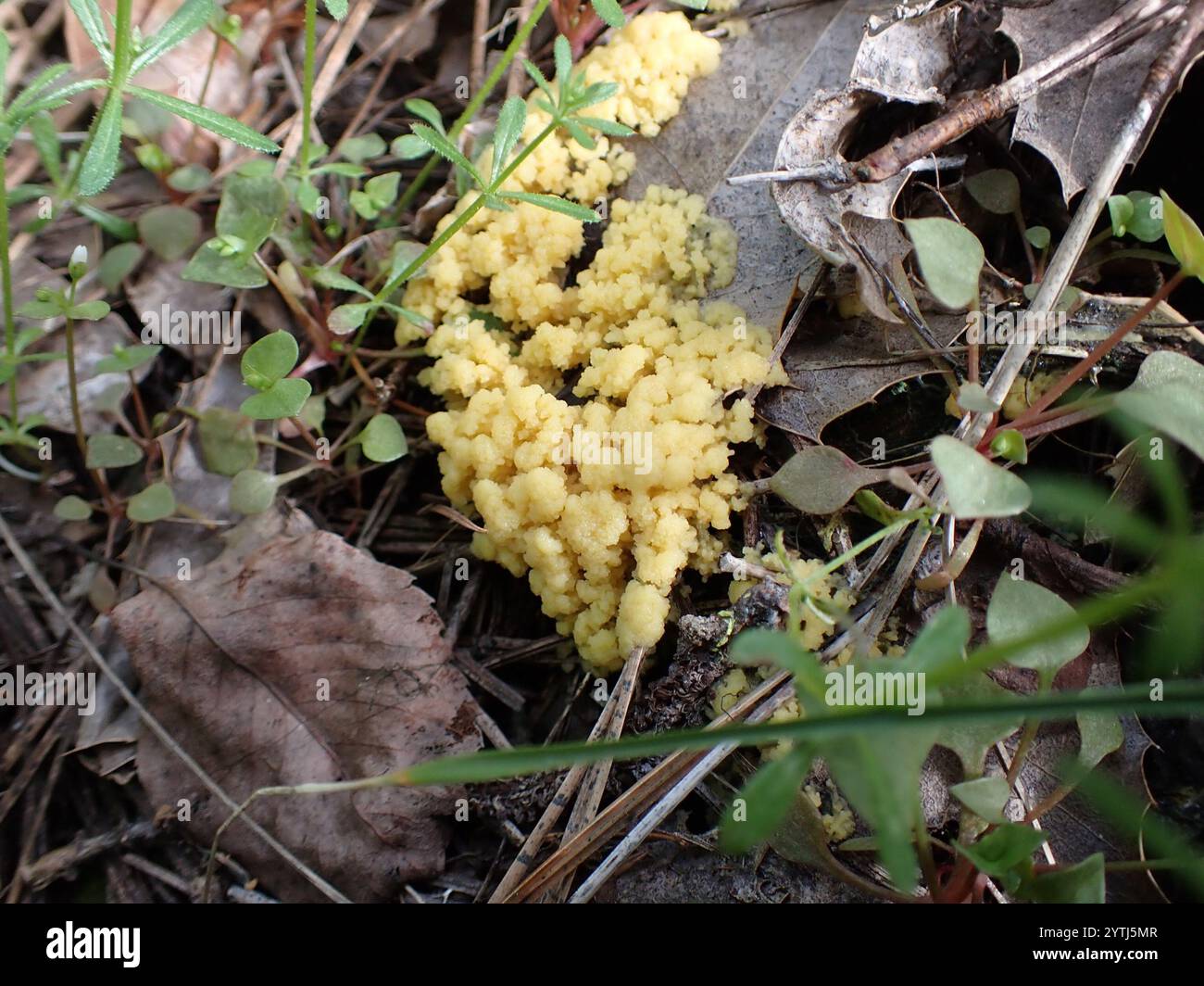 Dog Vomit Slime Mold (Fuligo septica Stock Photo - Alamy
