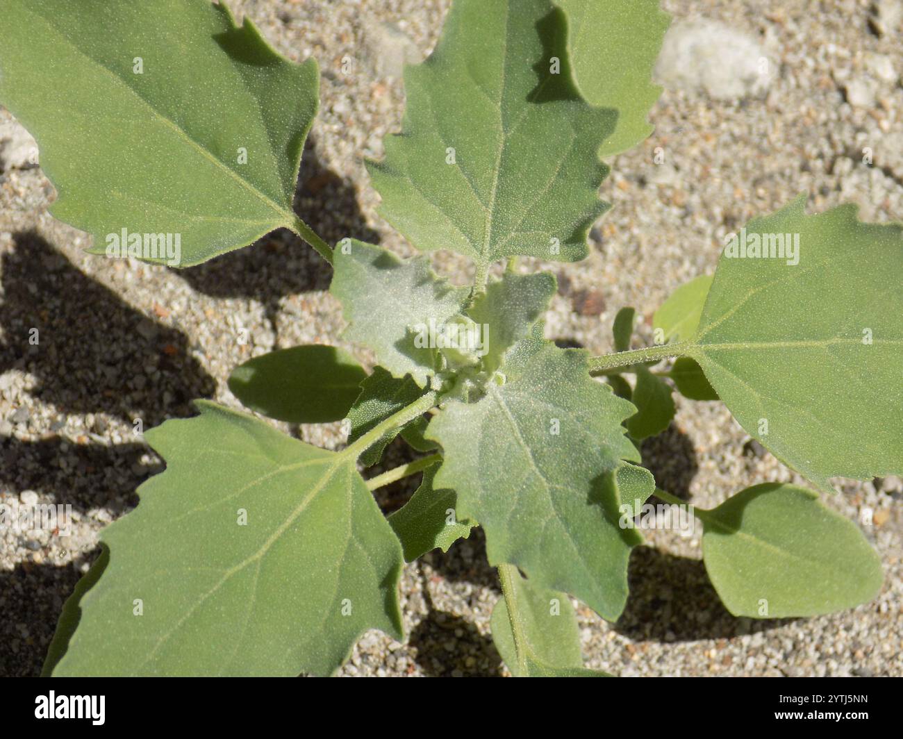 Common Lambsquarters (Chenopodium album Stock Photo - Alamy