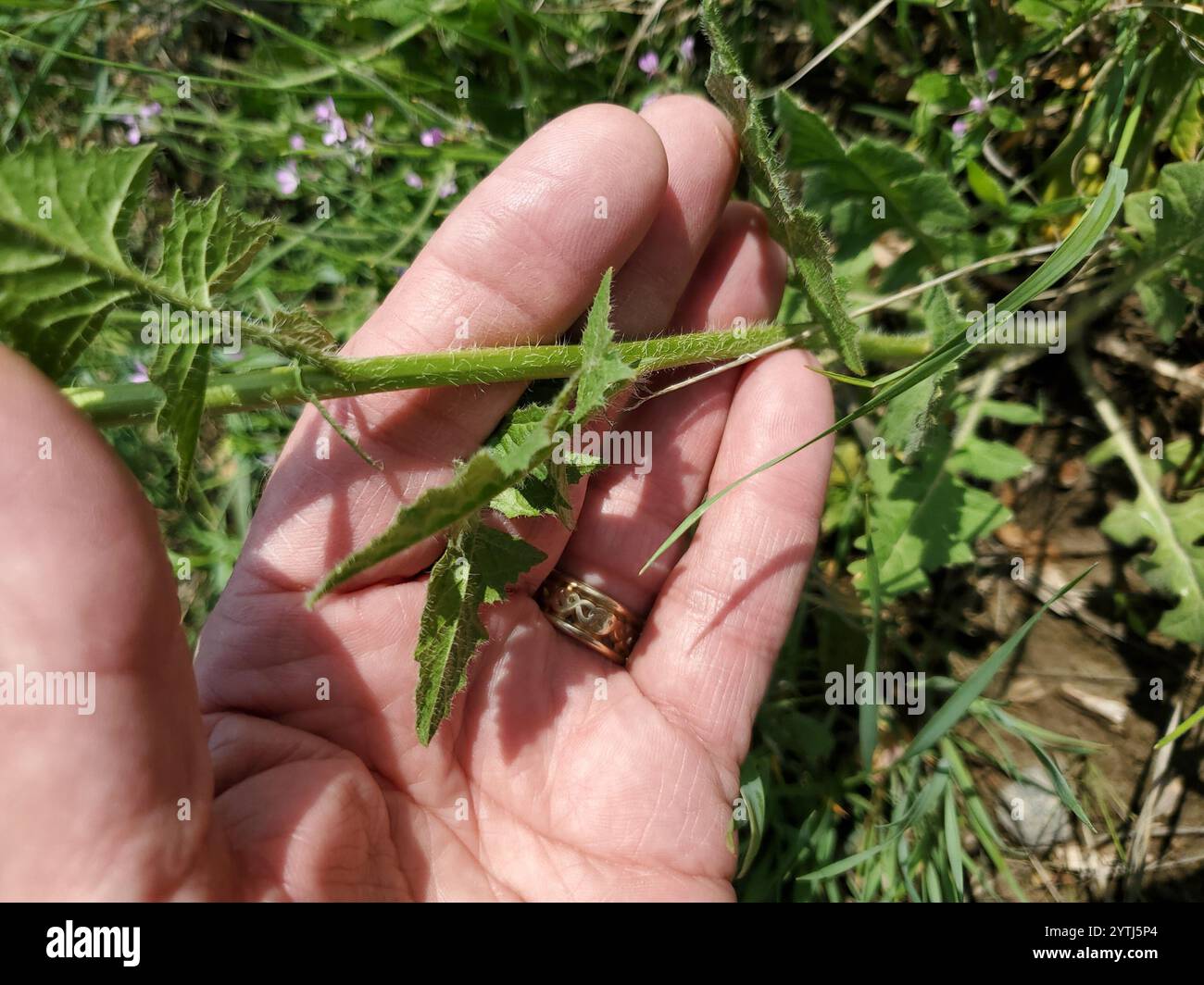 charlock (Mutarda arvensis Stock Photo - Alamy