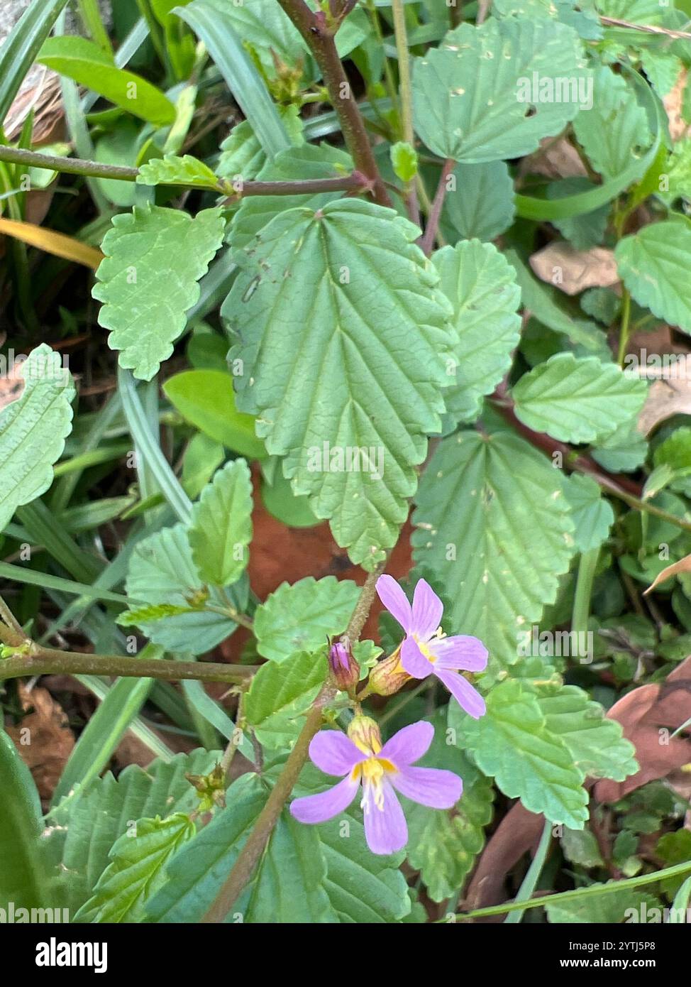 Pyramid Flower (Melochia pyramidata Stock Photo - Alamy