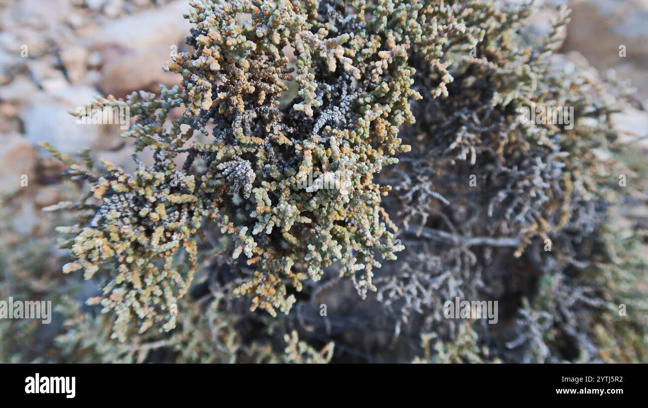 River Ganna (Caroxylon aphyllum Stock Photo - Alamy