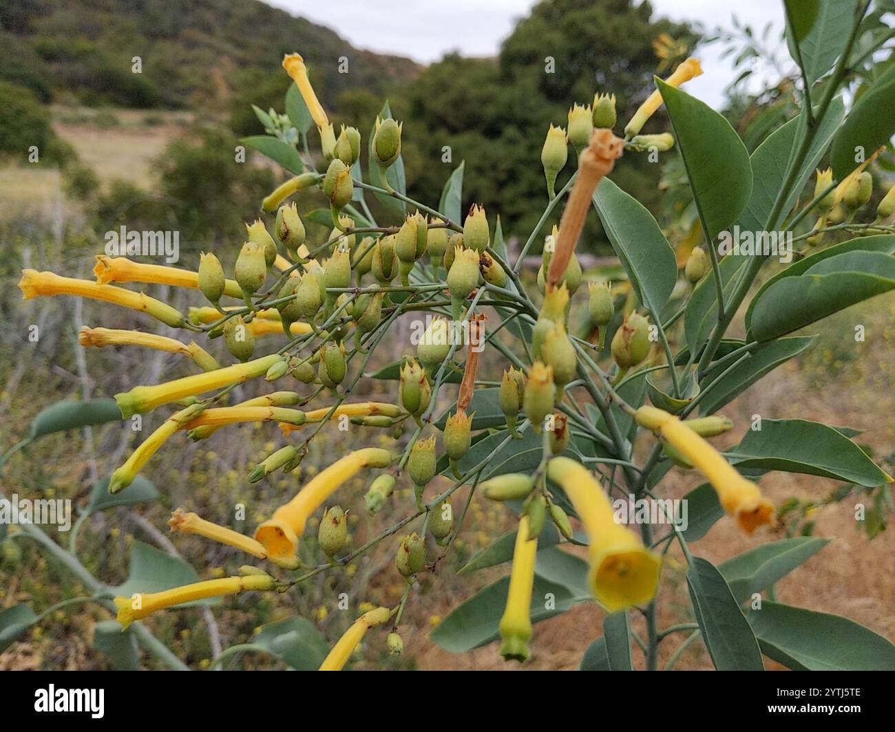 tree tobacco (Nicotiana glauca Stock Photo - Alamy