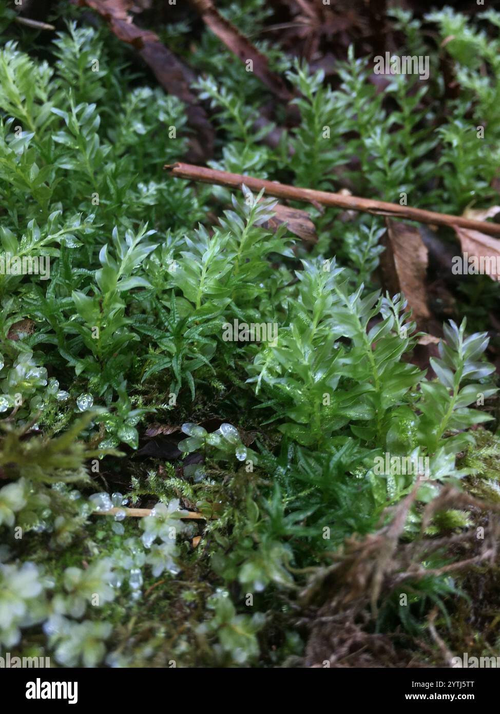 Badge Moss (Plagiomnium insigne Stock Photo - Alamy