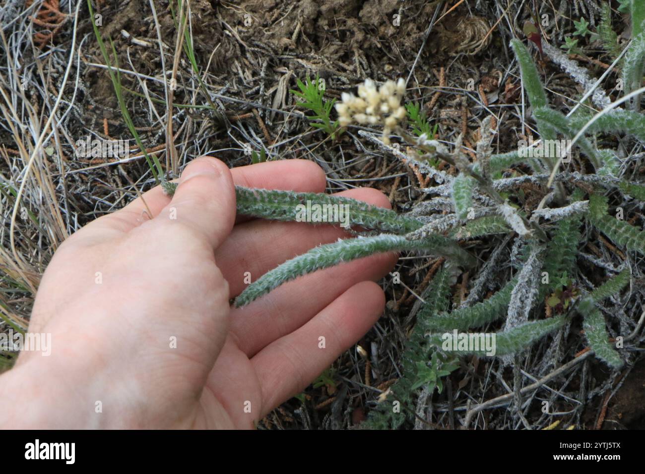 common yarrow (Achillea millefolium Stock Photo - Alamy