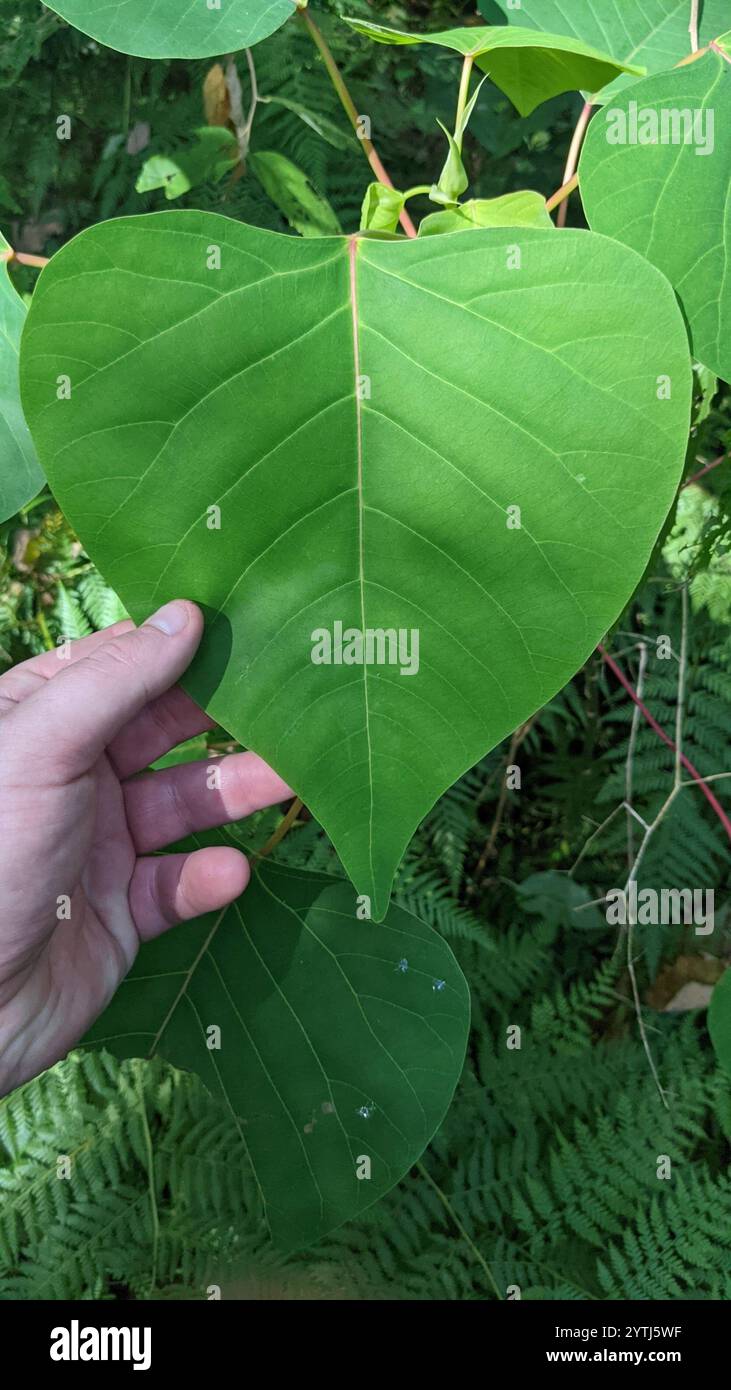 Bleeding Heart (Homalanthus populifolius Stock Photo - Alamy